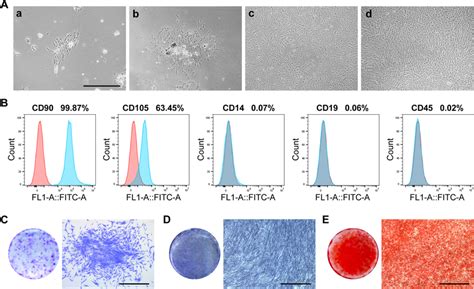 The Isolation And Characterization Of Hdpscs A Morphology Of The Human
