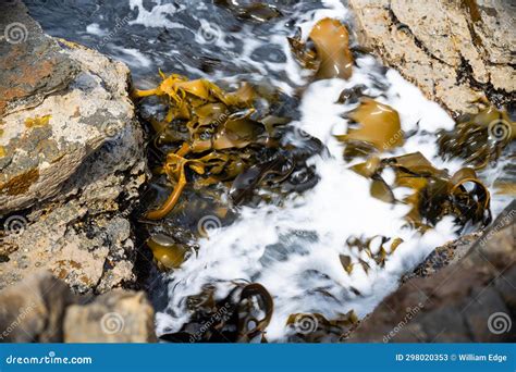 Bull Kelp Seaweed Growing On Rocks Edible Sea Weed Ready To Harvest In