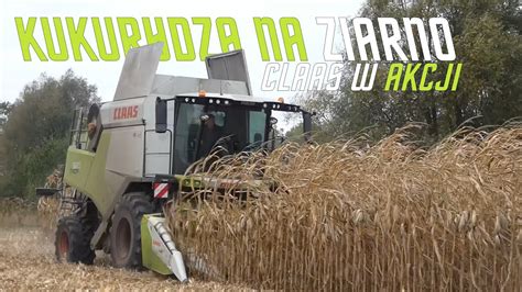 Claas Trion 520 W Akcji GR Treszczotko Kukurydza Na Ziarno 2023