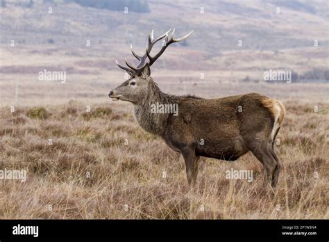 Red Deer Red Deer Deer Ungulates Paarhufer Mammals Animals An 10