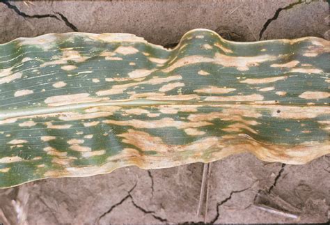 Bipolaris Leaf Spot Maize China Sichuan Species Survey