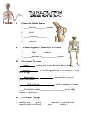 The Skeletal System Parts Divisions And Functions Course Hero