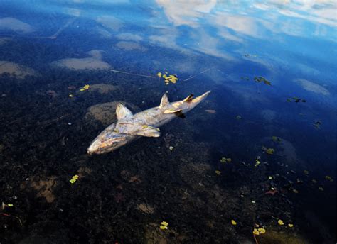 Oil Spills And Ocean Health Unraveling Long Term Impacts The Happy