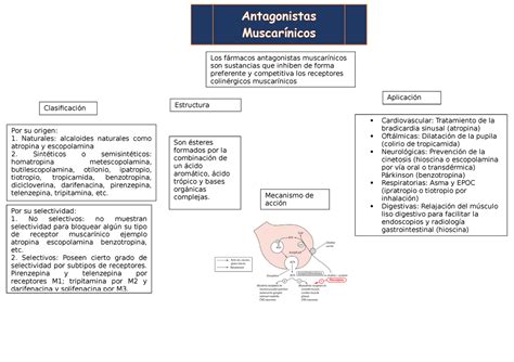 Antagonistas Muscarinicos Mapa Conceptual Farmacologia Studocu Images