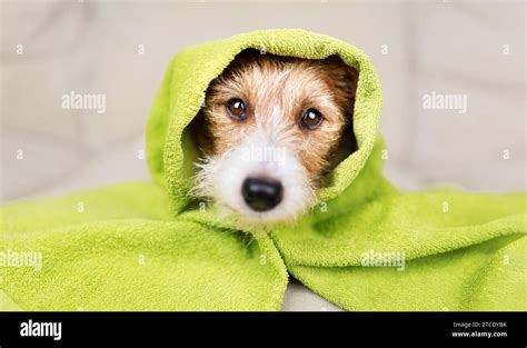 Face Of A Cute Funny Dog Puppy With Towel On Her Head After Bath Pet