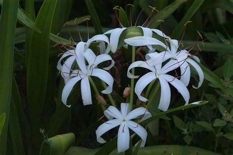 Detailed Crinum Lily Care Guide Quick And Easy Tips • Care For Plant