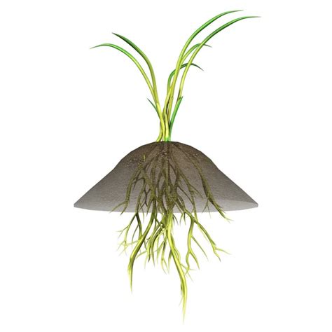 Adventitious Root Stock Photos Royalty Free Adventitious Root Images Depositphotos