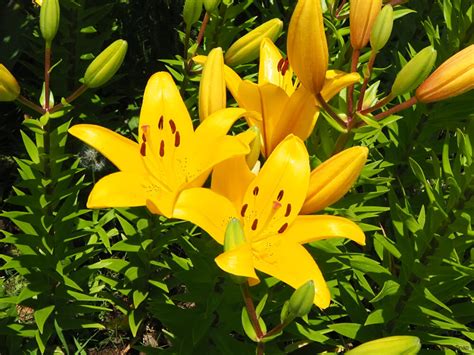 ユリ 百合 の育て方球根の植え方や掘り上げ時期植え替え方は HORTI ホルティ by GreenSnap