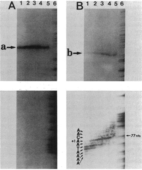 Si Nuclease Protection Mapping Of The Iab Operon The Denatured Dna Of Download Scientific