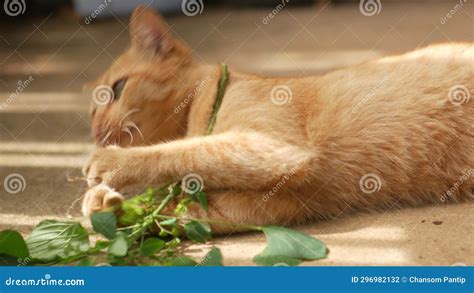 Ginger Cat Laying Down On Floor Chewing Eating Root Of Indian Acalypha