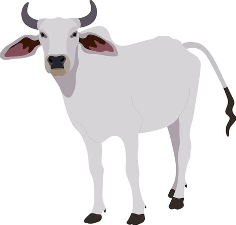 Premium Vector Zebu Bull Brahman Cattle Vector Illustration White Male Indian Cow A Symbol