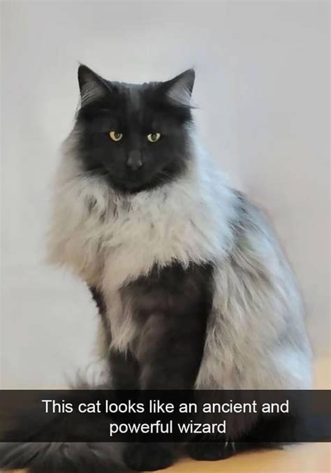 Meet The Almighty Meow Zard🪄 Rcatmemes