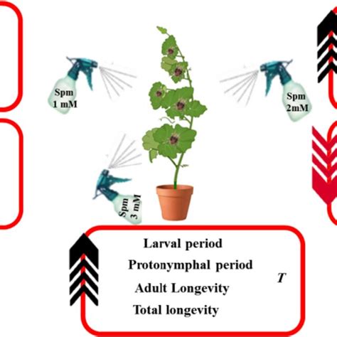 Bottom Up Effect Of Spermine Different Concentrations On Tetranychus