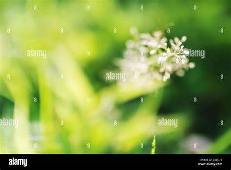 An Small Flowers Bed In Sunlight Stock Photo Alamy