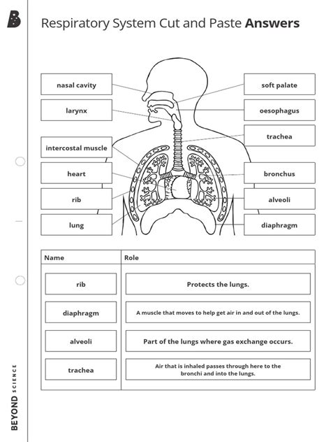 Respiratory System Cut And Paste Answers Pdf