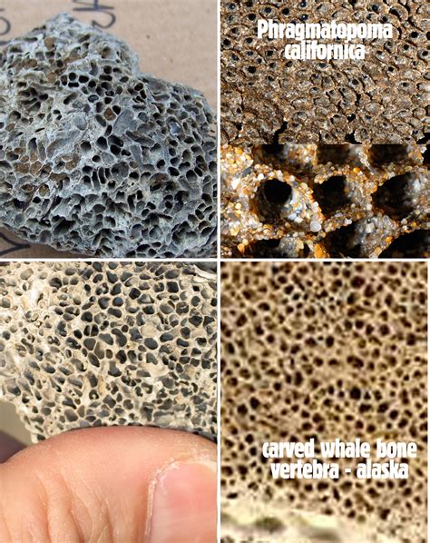Coral Or Whale Bone Page 2 Fossil Id The Fossil Forum