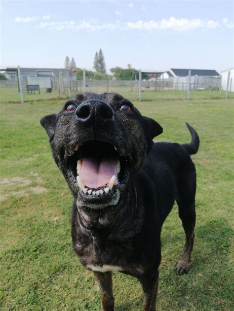 Animal Abuser Banned From Owning Pets For Life Ladies House News