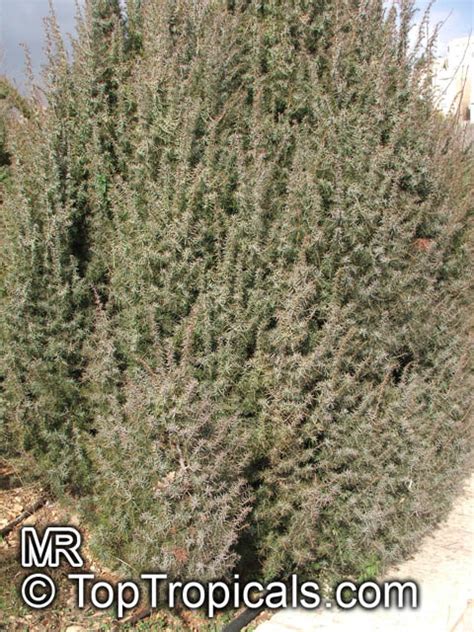 Juniperus Sp Common Name Juniper Top Tropicals Plant Encyclopedia