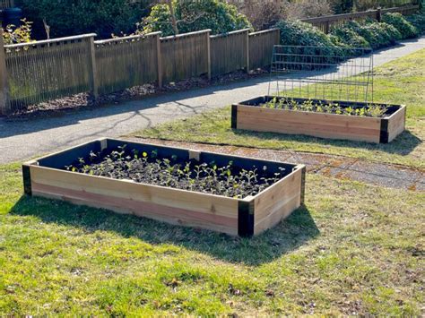 How To Transplant Sweet Peas Into The Garden Growhappierplants