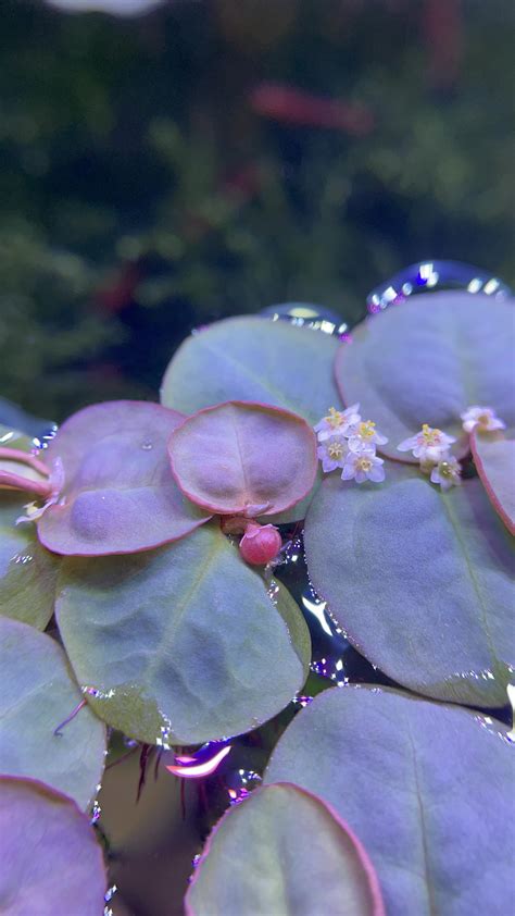 Red Root Floater Berry Rplantedtank
