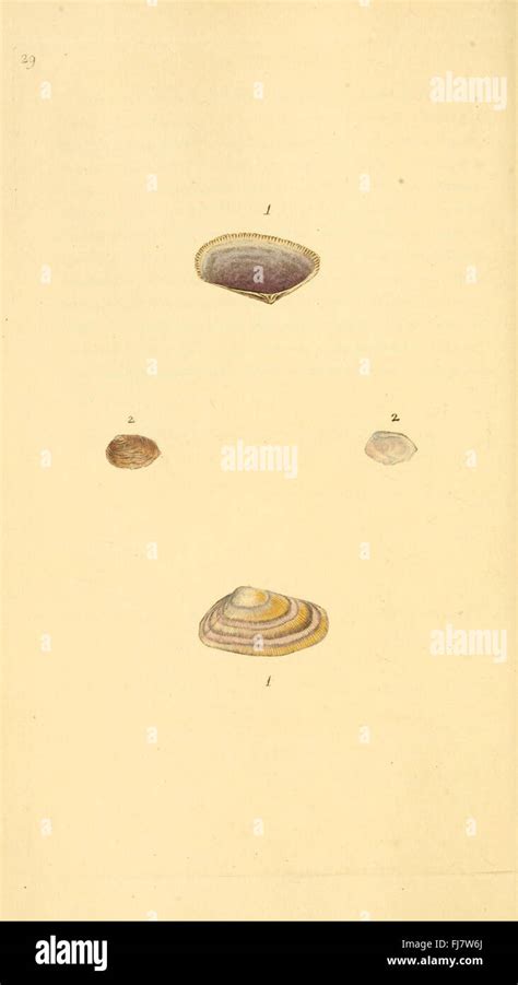 Plate 29 Of The Natural History Of British Shells Illustrates Various