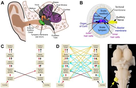 Neuroanatomy Auditory Pathway Statpearls Ncbi Bookshelf