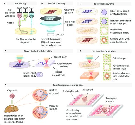 An Overview Of Vascularization Techniques A Vascular Structures