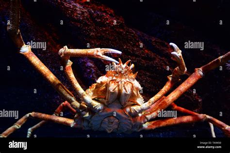 Giant Spider Crab Japanese Giant Crab Swimming Underwater Aquariumun