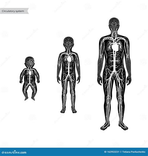 Human Arterial Circulatory System Anatomy Of Human Body Vector