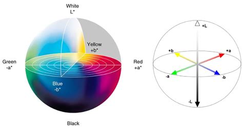 Exploring Skin Color Type What Color Is Your Skin