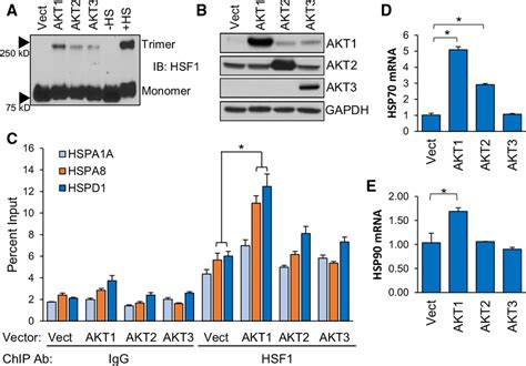 Akt Promotes Hsf Trimerization And Dna Binding A B Hek Cells