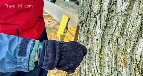 How To Tap A Maple Tree For Syrup Demonstration Video And Helpful Tips