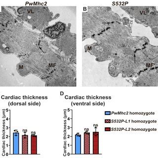 The S532P Mutation Does Not Affect The Organization And Stability Of