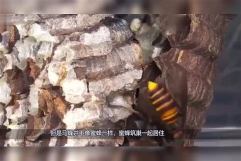 马蜂窝内部是什么样子？老外切开一看，网友：简直是建筑奇才！老外样子马蜂窝