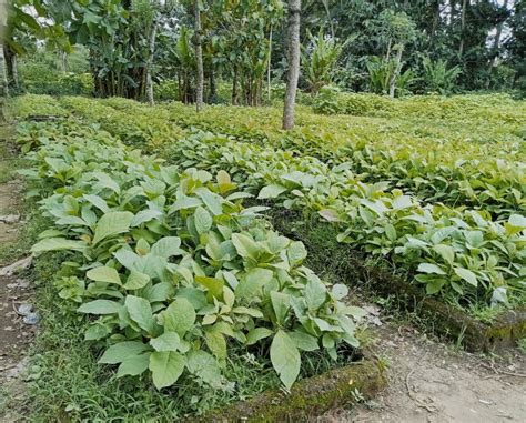 Teak Tree Seedling Nursery Using The Raised Bed Method Green Leaves And Mossy Bricks Bordering