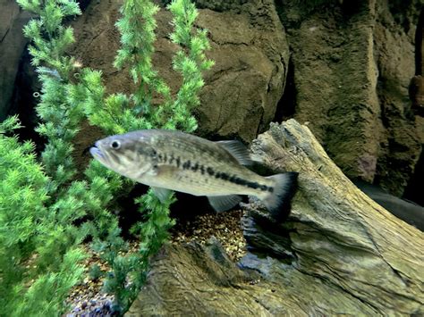 Largemouth Bass