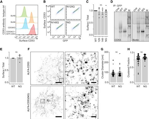 N Glycosylation Dependent Regulation Of Immune Specific Tetraspanins
