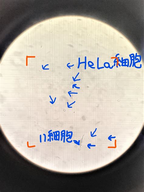 3日間で8倍に増殖！hela細胞の増殖曲線（バイオ科 細胞工学実習 2年）〔033〕 東京新宿から4分 専門学校東京テクニカルカレッジ