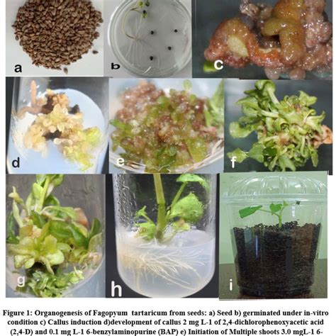 Indirect Organogenesis And High Frequency Plant Regeneration In