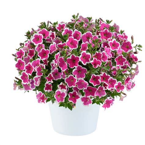 Grow By Obi Petunie Capella Rim Fuchsia Höhe Ca 15 Cm TopfØ Ca 12