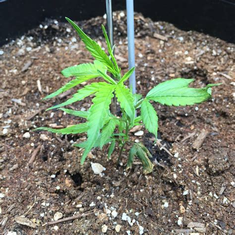 What Plants Grow In High Ph Soil Sc Garden Guru