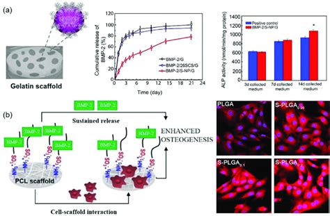 2 N6 O Disulfated Chitosan Based Scaffolds For Orthopaedic Tissue Download Scientific Diagram