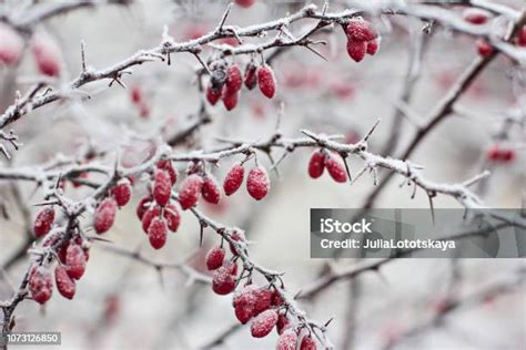 매 발톱 나무의의 열매 매 발톱 나무는 분 지에 매 발톱 나무 가지에 서 리에 0명에 대한 스톡 사진 및 기타 이미지 0명 12월 가시 Istock
