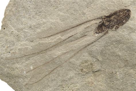 1 Seed Fossil Green River Formation Utah 237536 For Sale