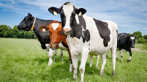 Pyelonephritis In Adult Cattle Veterinary Practice