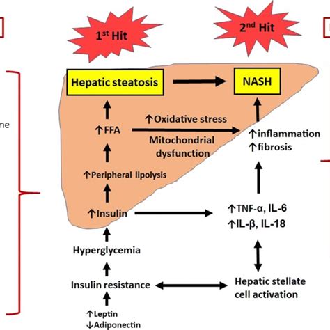 Brunt Grading And Staging Of Nonalcoholic Steatohepatitis 96