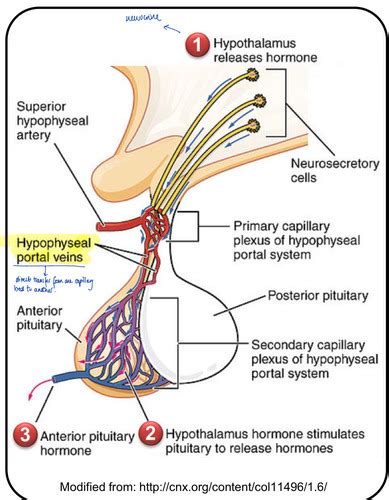 11 1 Hypothalamic Pituitary Axis And Growth Hormone Flashcards Quizlet