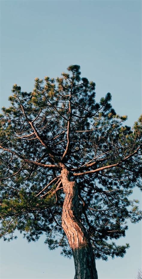 Minimalist Pine Tree Wallpaper
