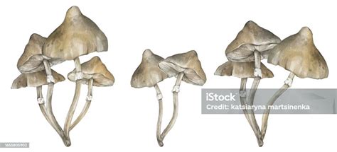 유독 한 버섯 손으로 그린 그림 먹을 수없는 버섯의 가족 위험한 버섯 버섯 비행 Agaric 흰 버섯 흰색 배경에 격리 된 버섯