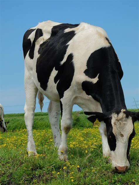 Spicing Up Diet Of Transition Dairy Cows May Be Good For Their Health Penn State University